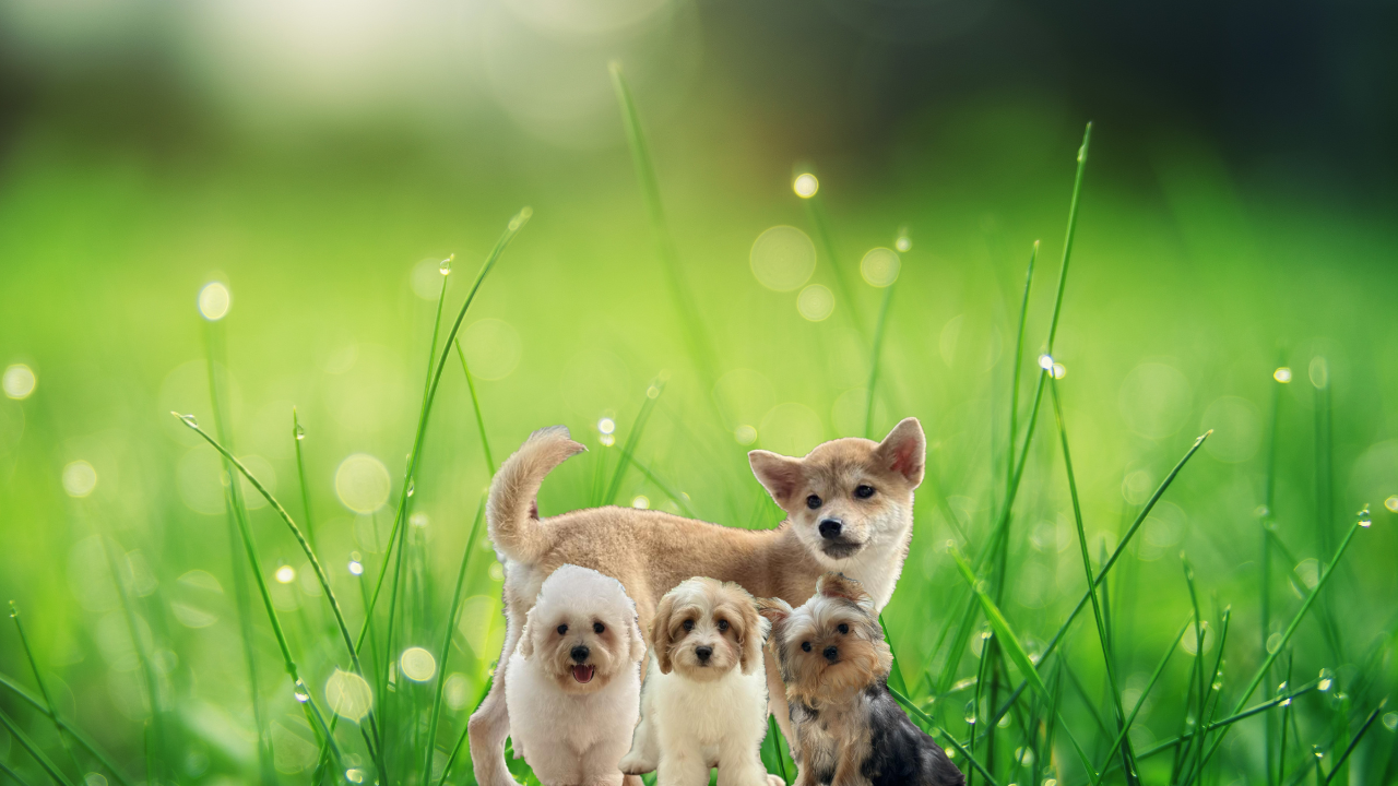 Lismore Pet Store in Sungei Tengah | About Us