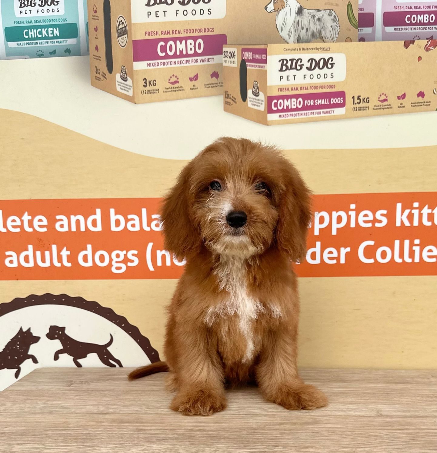 Essential Tips for New Dog Owners - Lismore